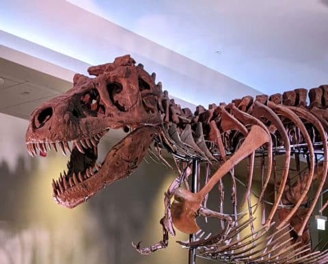 Why the Field Museum Is the Best Kids Museum in Chicago - LA Family Travel