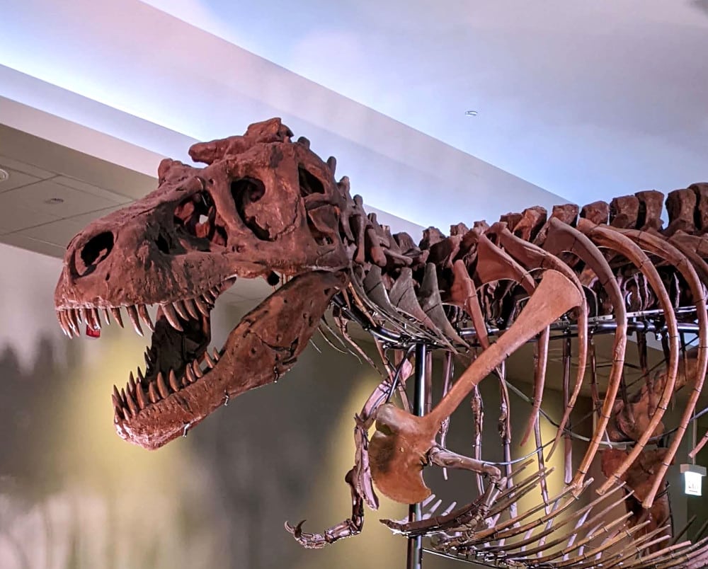 Why the Field Museum Is the Best Kids Museum in Chicago - LA Family Travel