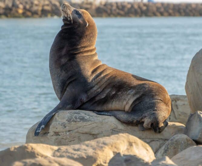 Super Fun Things to Do in Oxnard Harbor - LA Family Travel