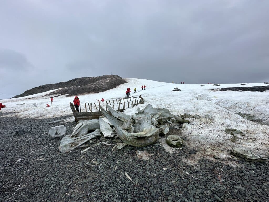 Disney on Ice: How We Explored Antarctica with Adventures by Disney ...