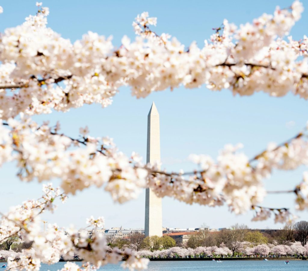 Exploring The Best Washington, DC Spring Festivals - LA Family Travel