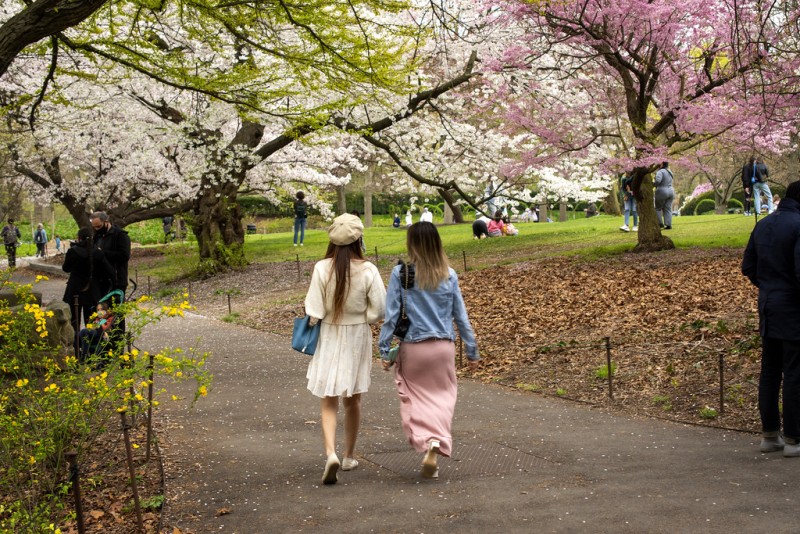 Awesome Blossoms: 6 Top Cherry Blossom Spots in the USA - LA Family Travel